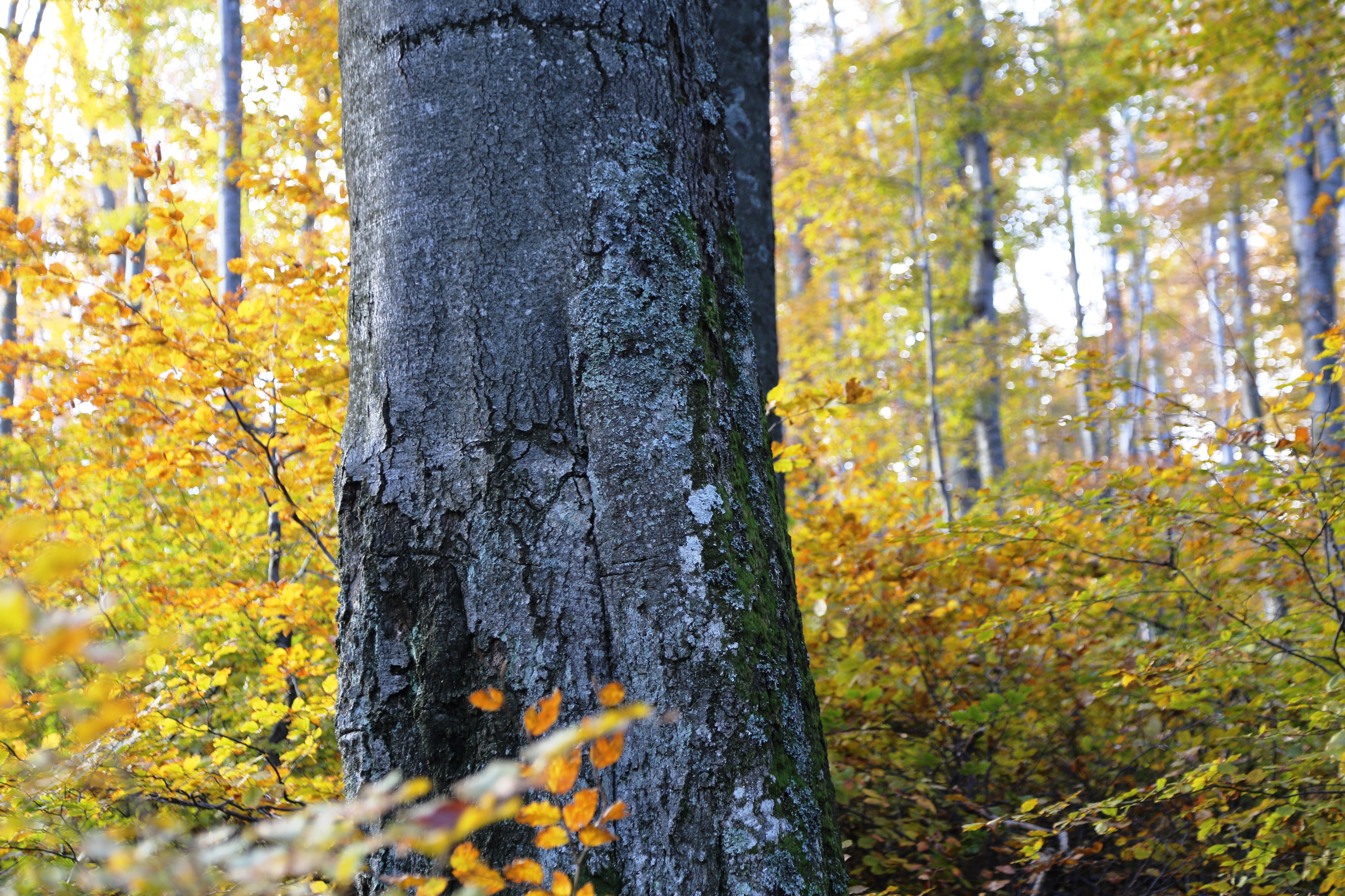 Pădurea MIRIFICĂ de la Coșava Mică, salvată de la decimare. Ce o face ...