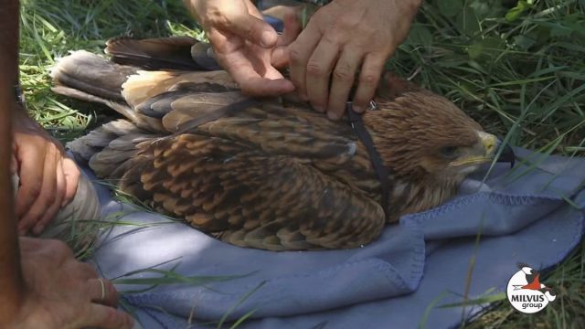 Acvila de câmp sau acvila imperială „cuibărește” din nou în România