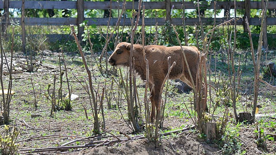 Un pui de zimbru cu piciorul prins într-un laț, salvat de jandarmii ...