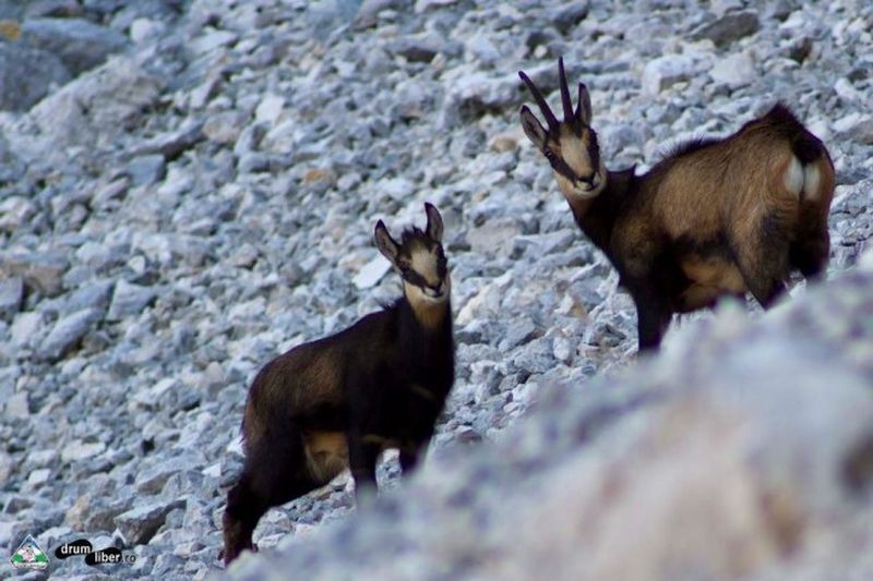 Imagini spectaculoase: capre negre, cu mai mulți iezi, filmate în ...
