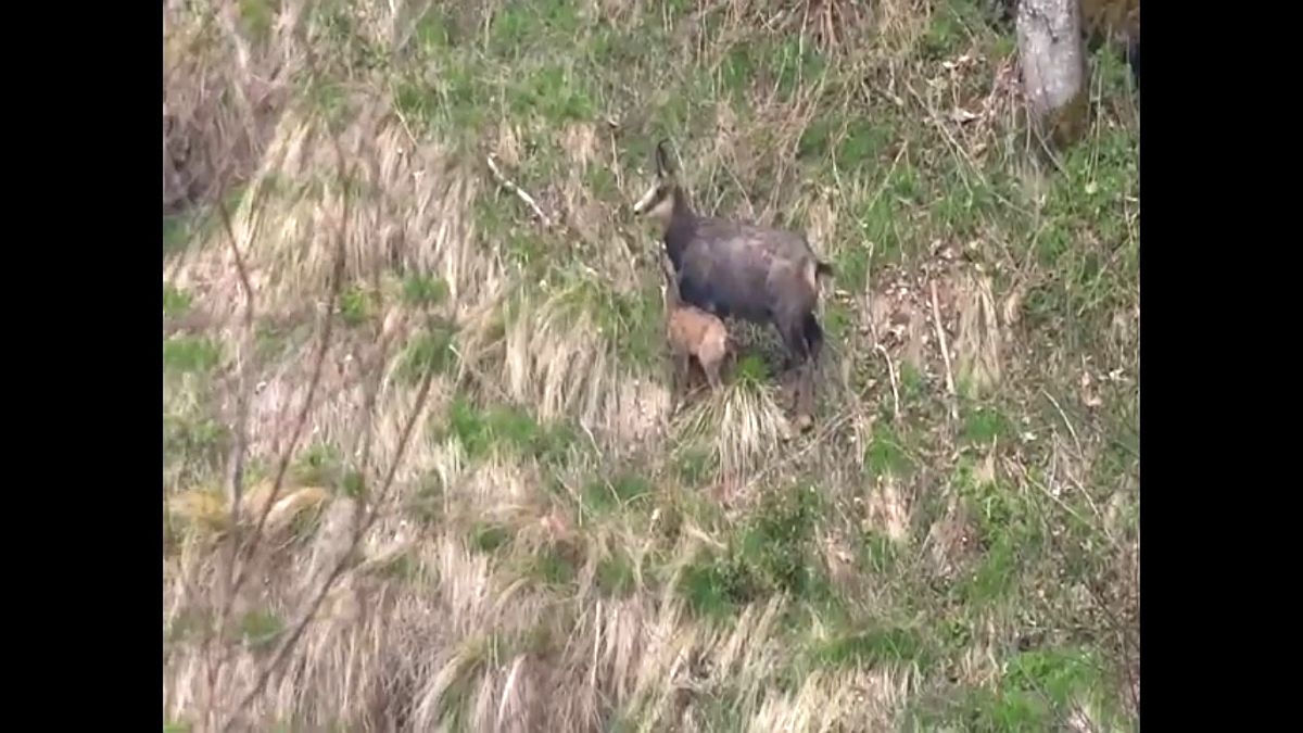 Frumusețea naturii. Imagini cu o capră neagră şi iedul ei în Parcul ...