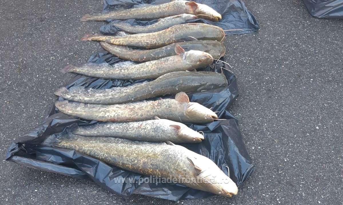 braconaj pești - PRESSALERT.ro