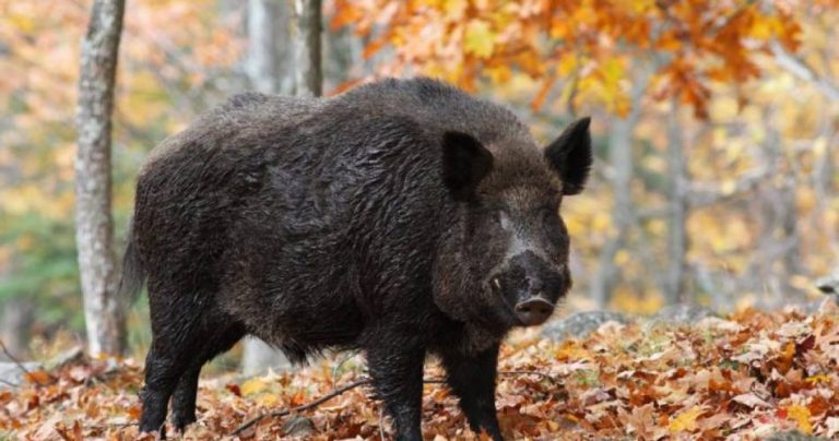Zone cu restricții în Timiș după ce au fost descoperiți mai mulți ...