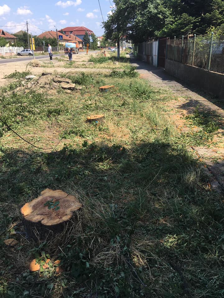 Angajații de la spații verzi din Timișoara, învățați cum să salveze ...