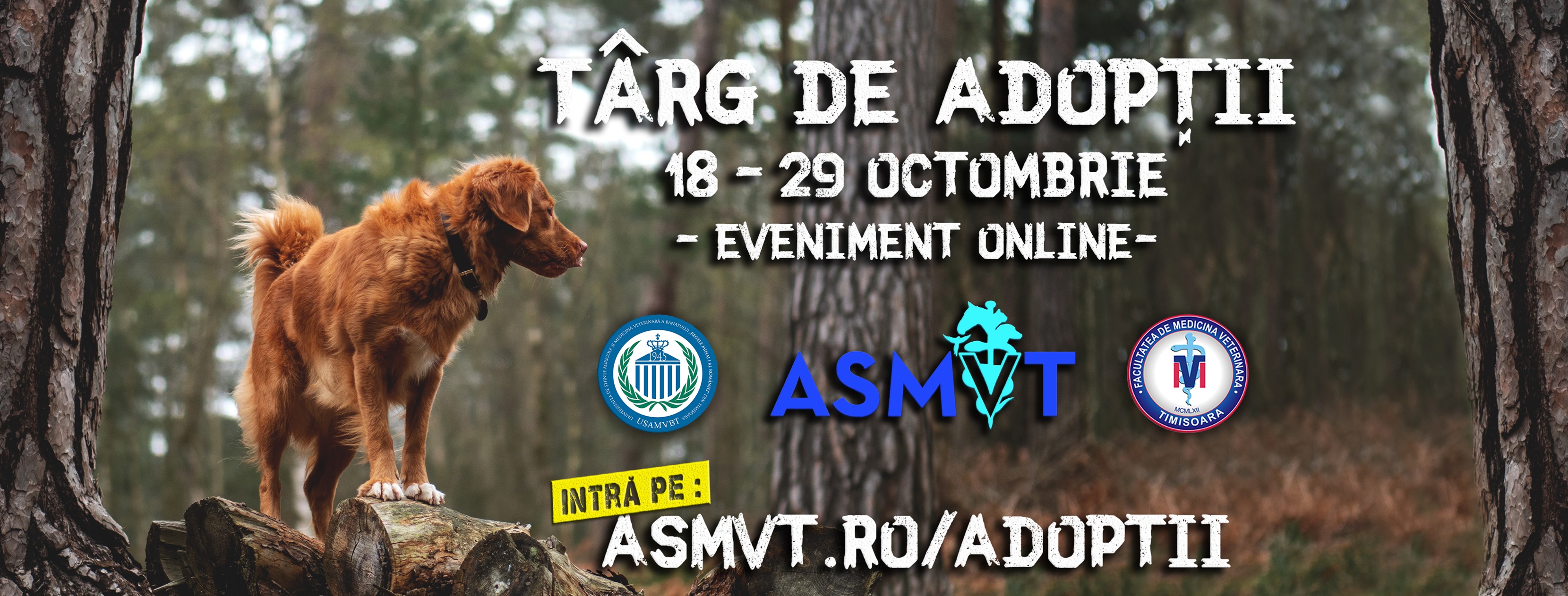 Adopții on-line de căței și pisici, la Timișoara