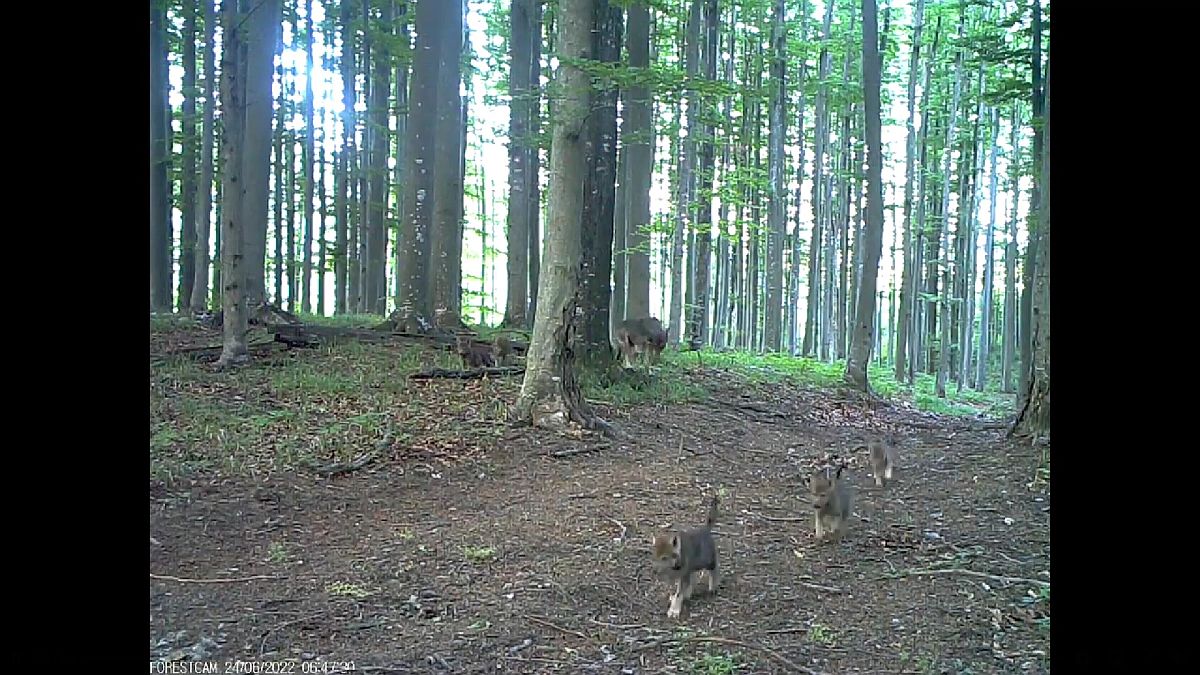Imagini rare într-o pădure din Banat. Mai mulți pui de lup, surprinși ...