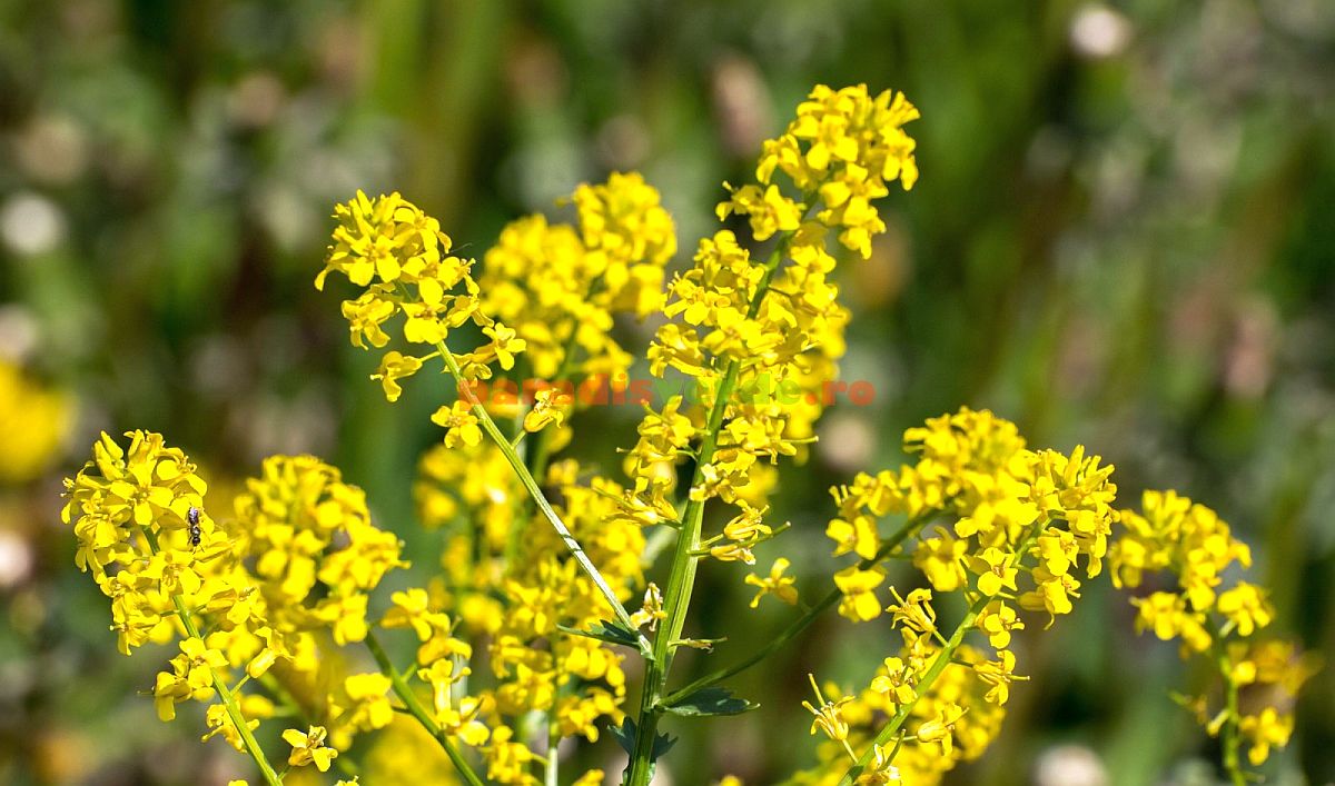 flori de sanziene - PRESSALERT.ro