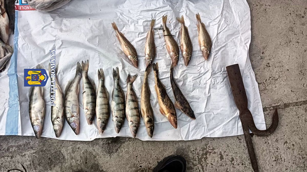 Percheziții la bărbați bănuiți de braconaj piscicol. Aproape o tonă de ...