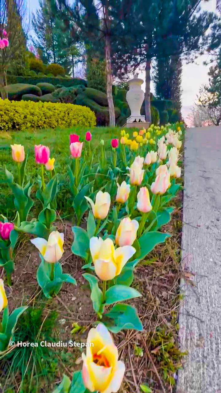 17. lalele - PRESSALERT.ro