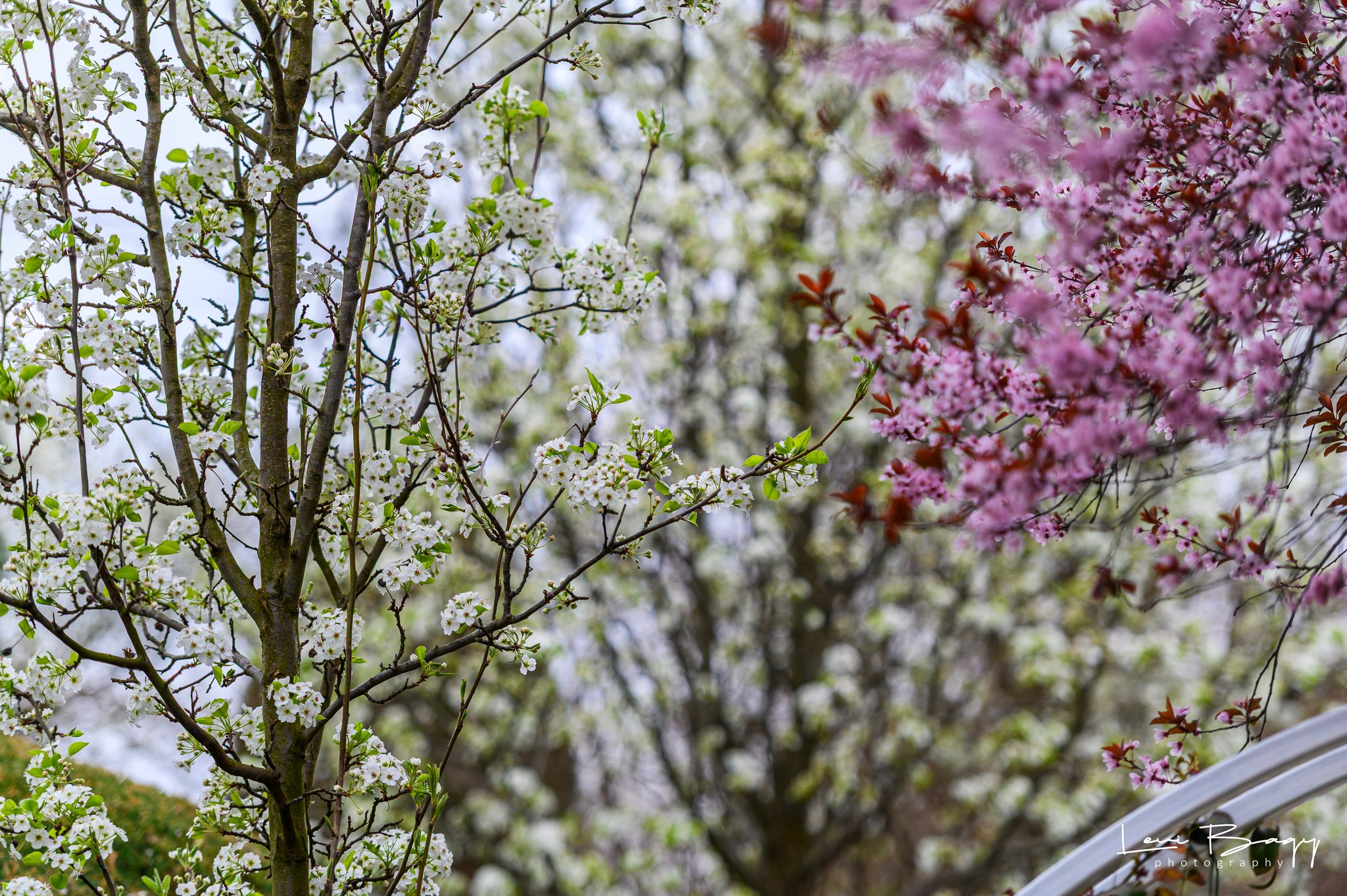 9, copaci înfloriți - PRESSALERT.ro